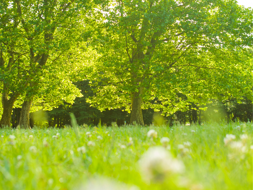How long is the track at Frank Principe Park, Maspeth, NY | .3 Miles ...