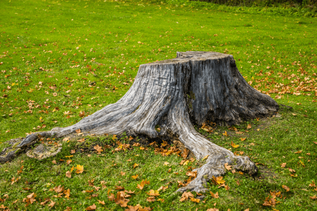 How To Remove A Tree Stump | Step By Step Guide How To Remove A Tree Stump | Step By Step Guide