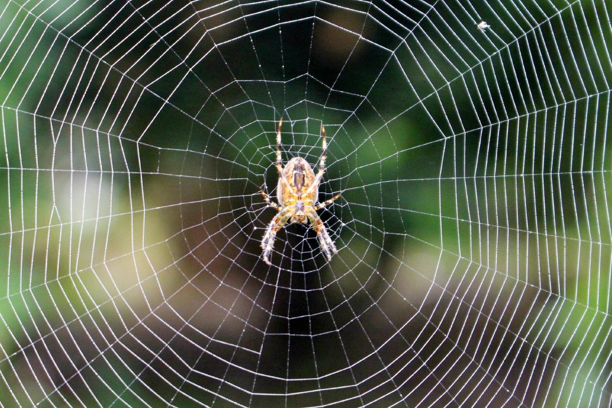 Most Common Types Of House Spiders